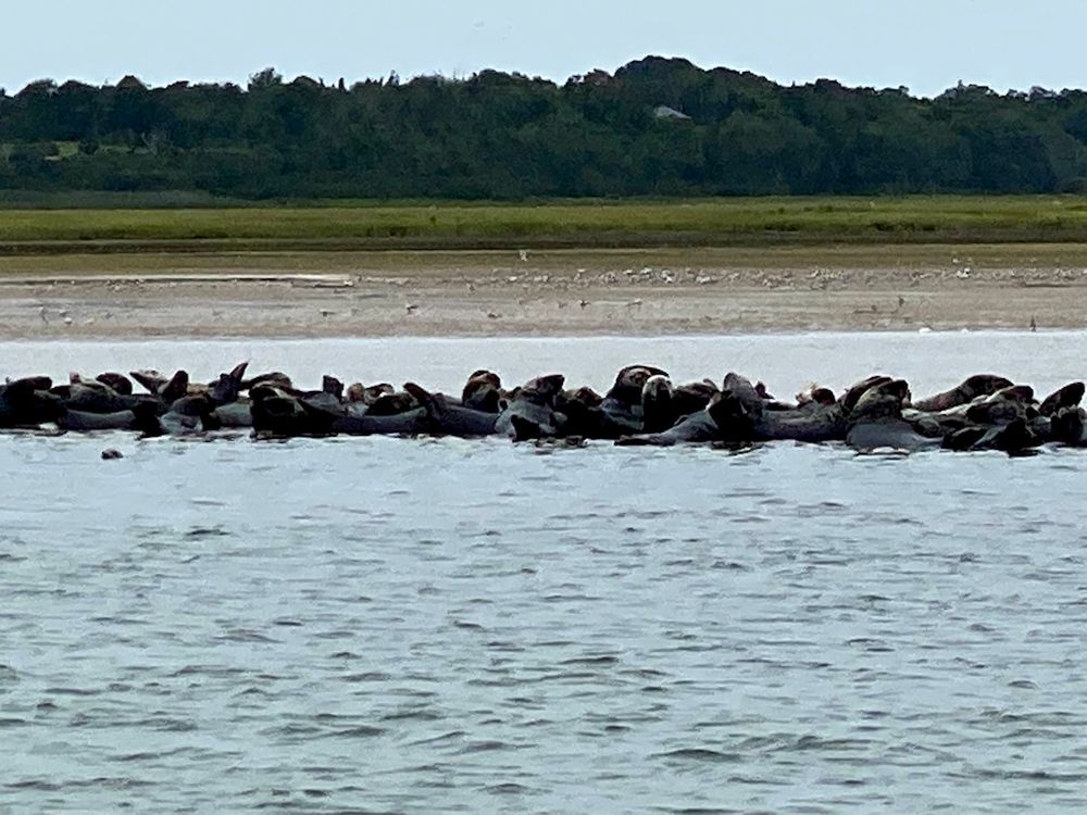 Top 19 Things To Do on the Nauset Estuary